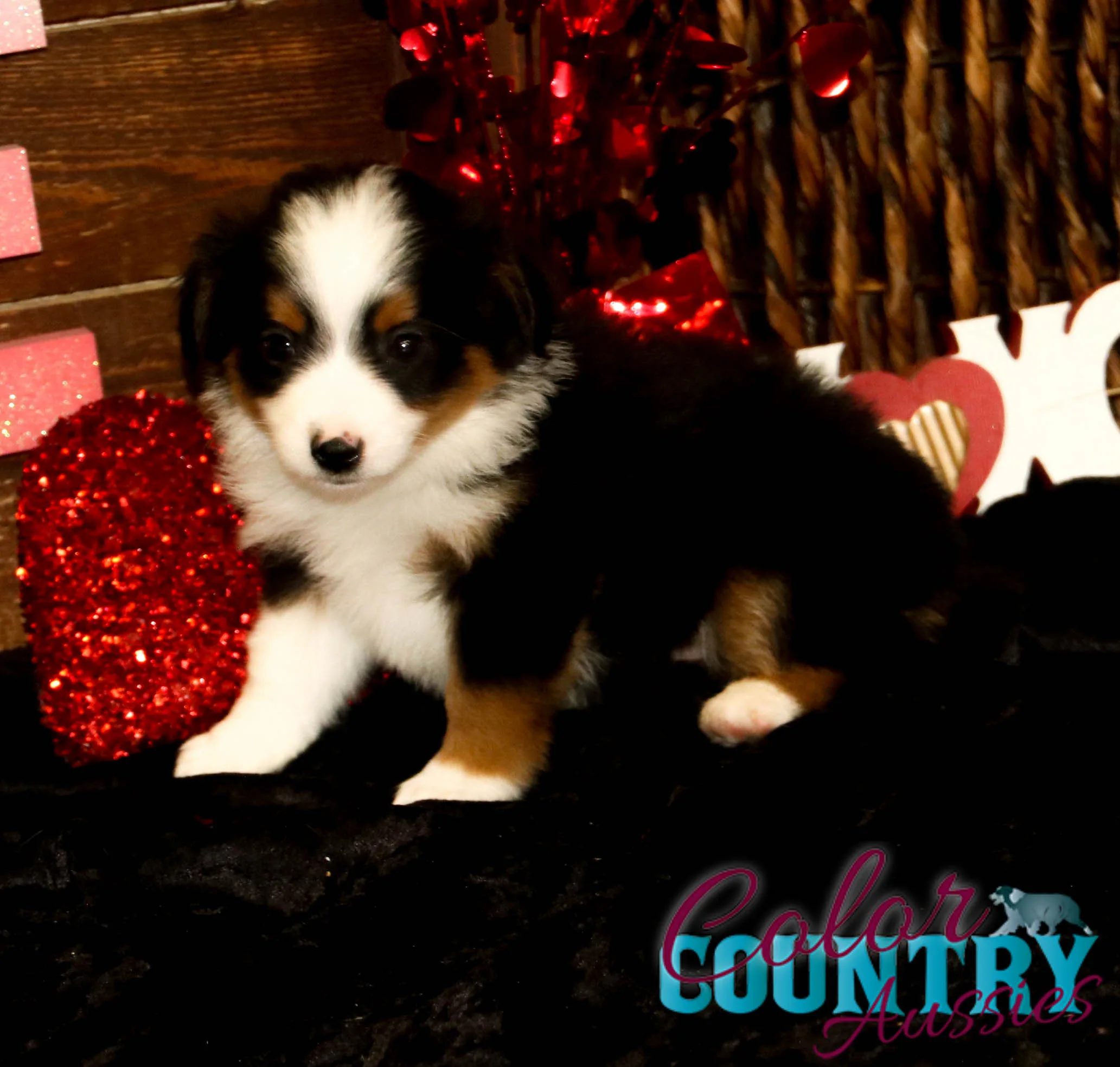 Robbin x Durango Black Tri Female | Color Country Aussies