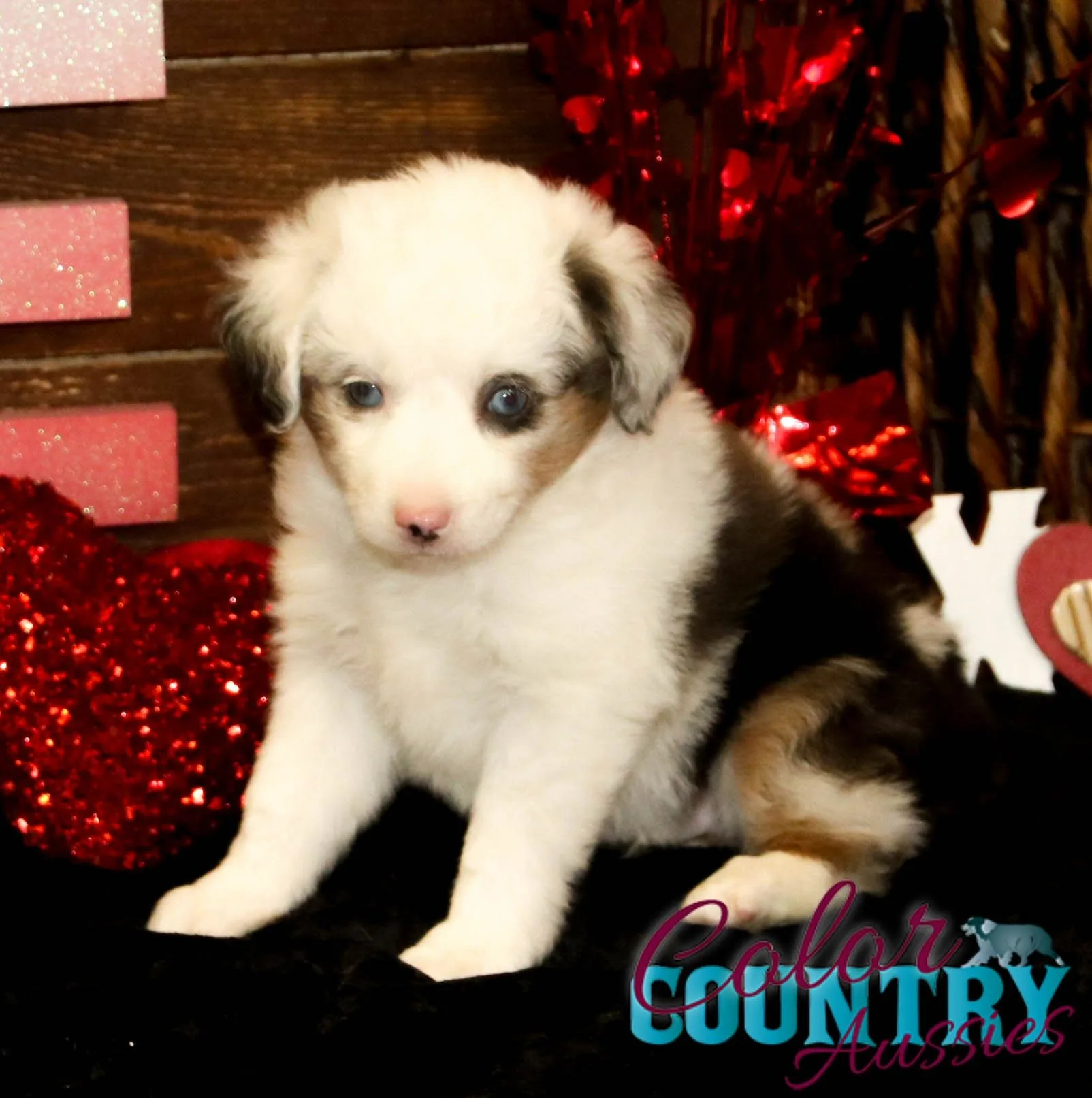 Robbin x Durango Blue Merle Male | Color Country Aussies