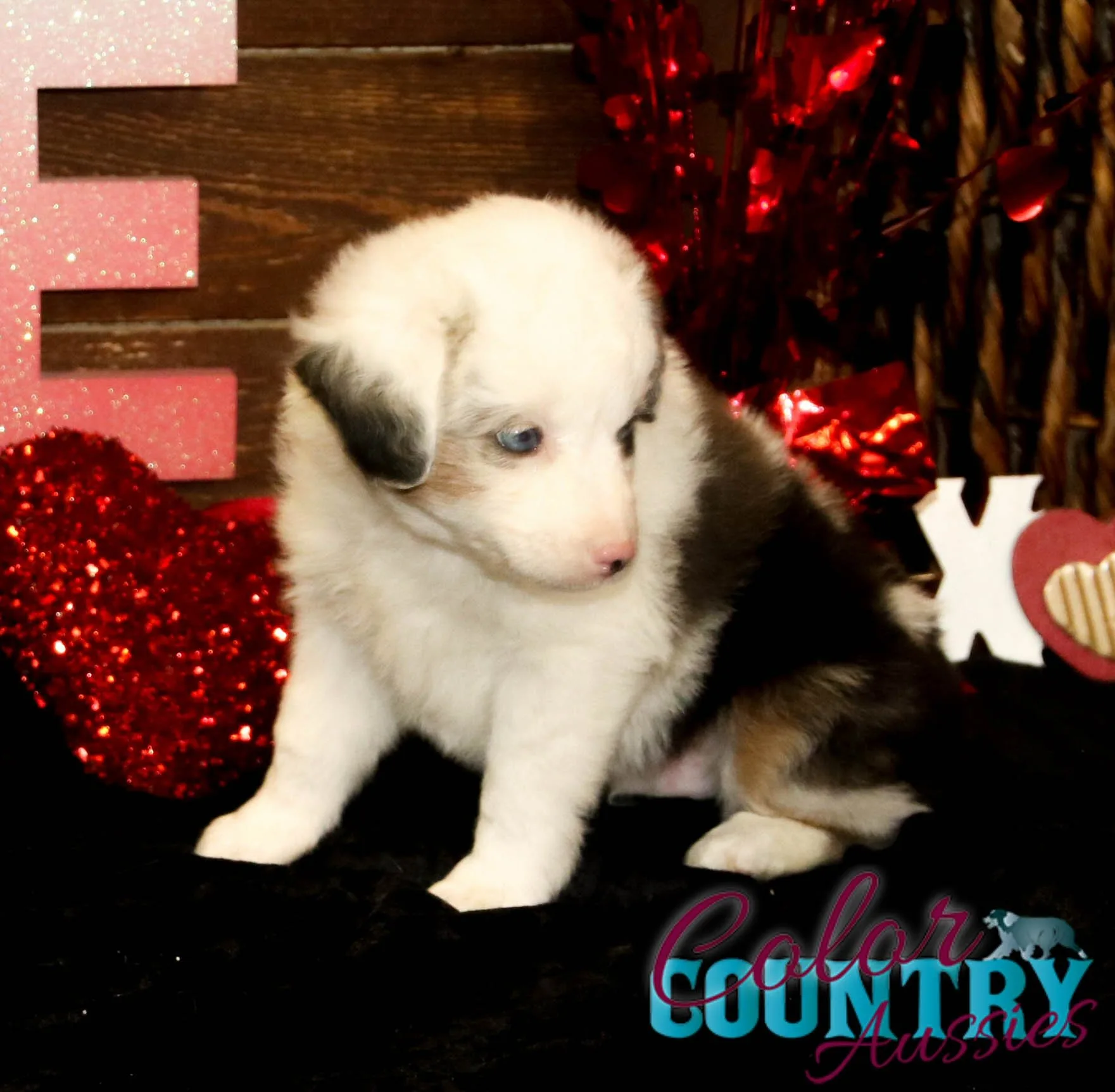 Robbin x Durango Blue Merle Male | Color Country Aussies