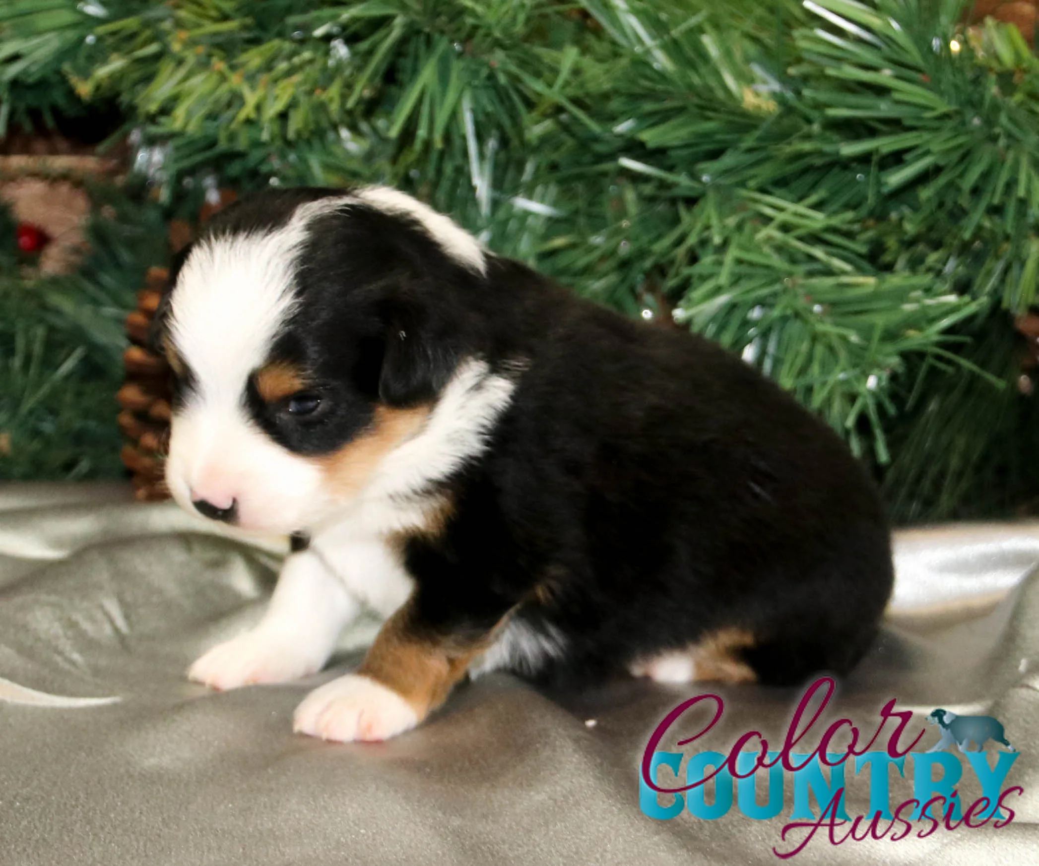 Robbin x Durango Black Tri Female | Color Country Aussies