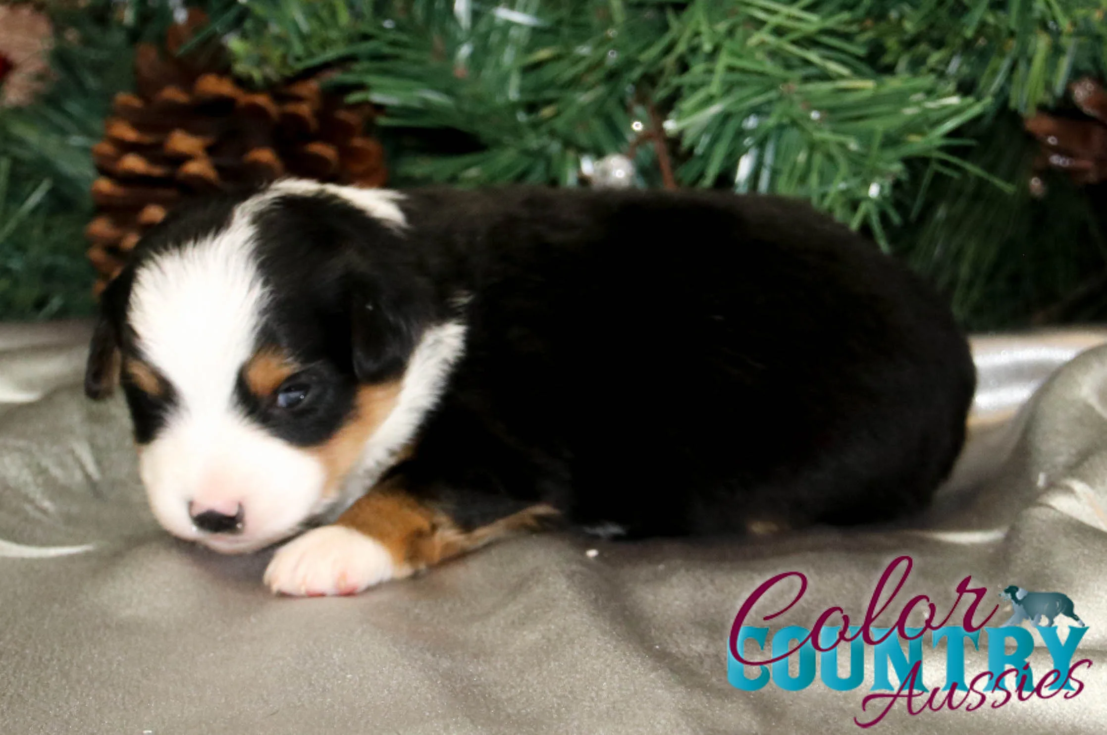 Robbin x Durango Black Tri Female | Color Country Aussies