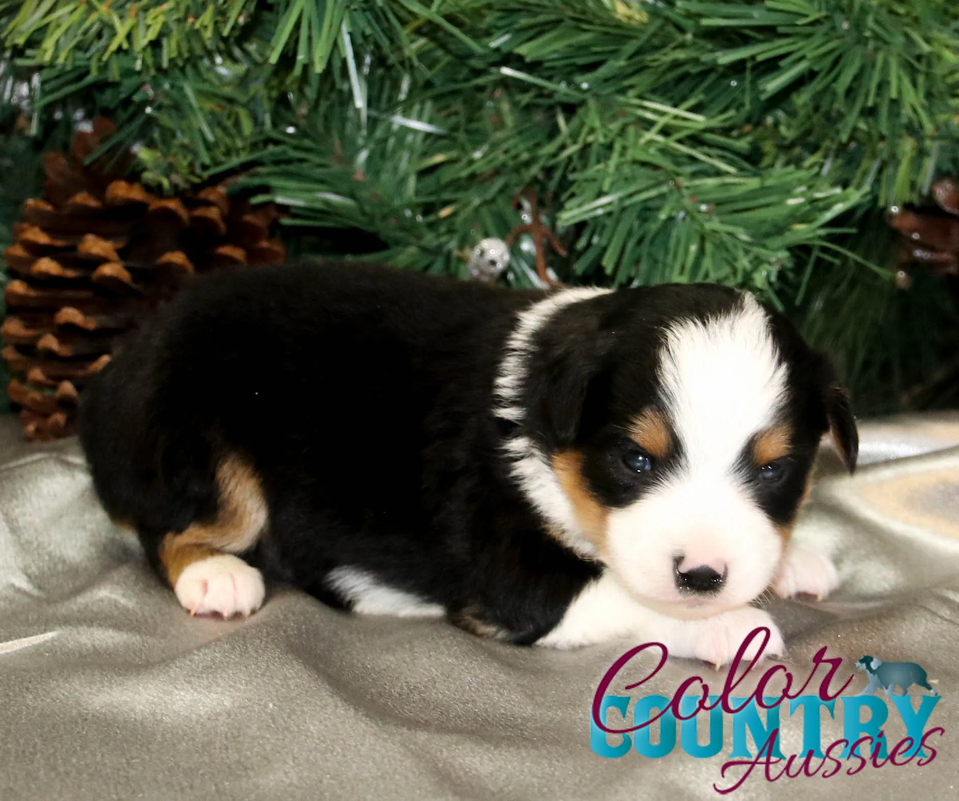 Robbin x Durango Black Tri Female | Color Country Aussies