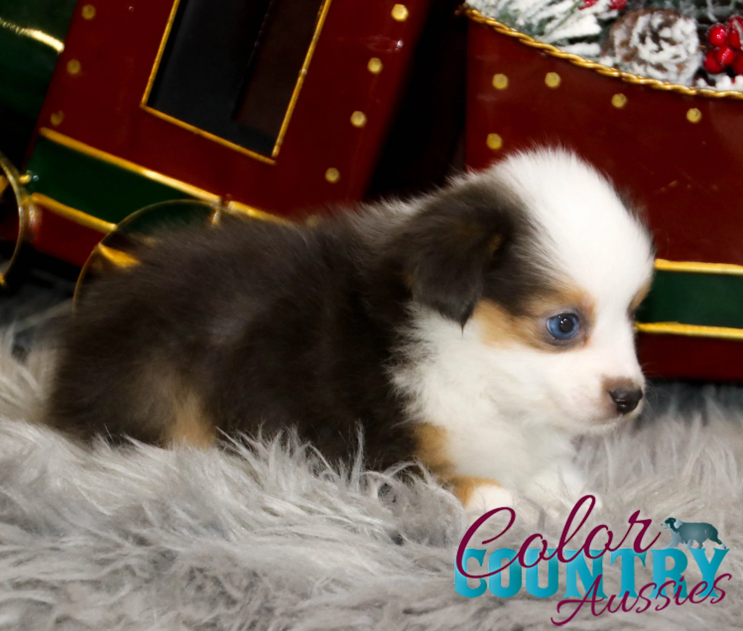 Babe x Possum Blue Merle Female | Color Country Aussies