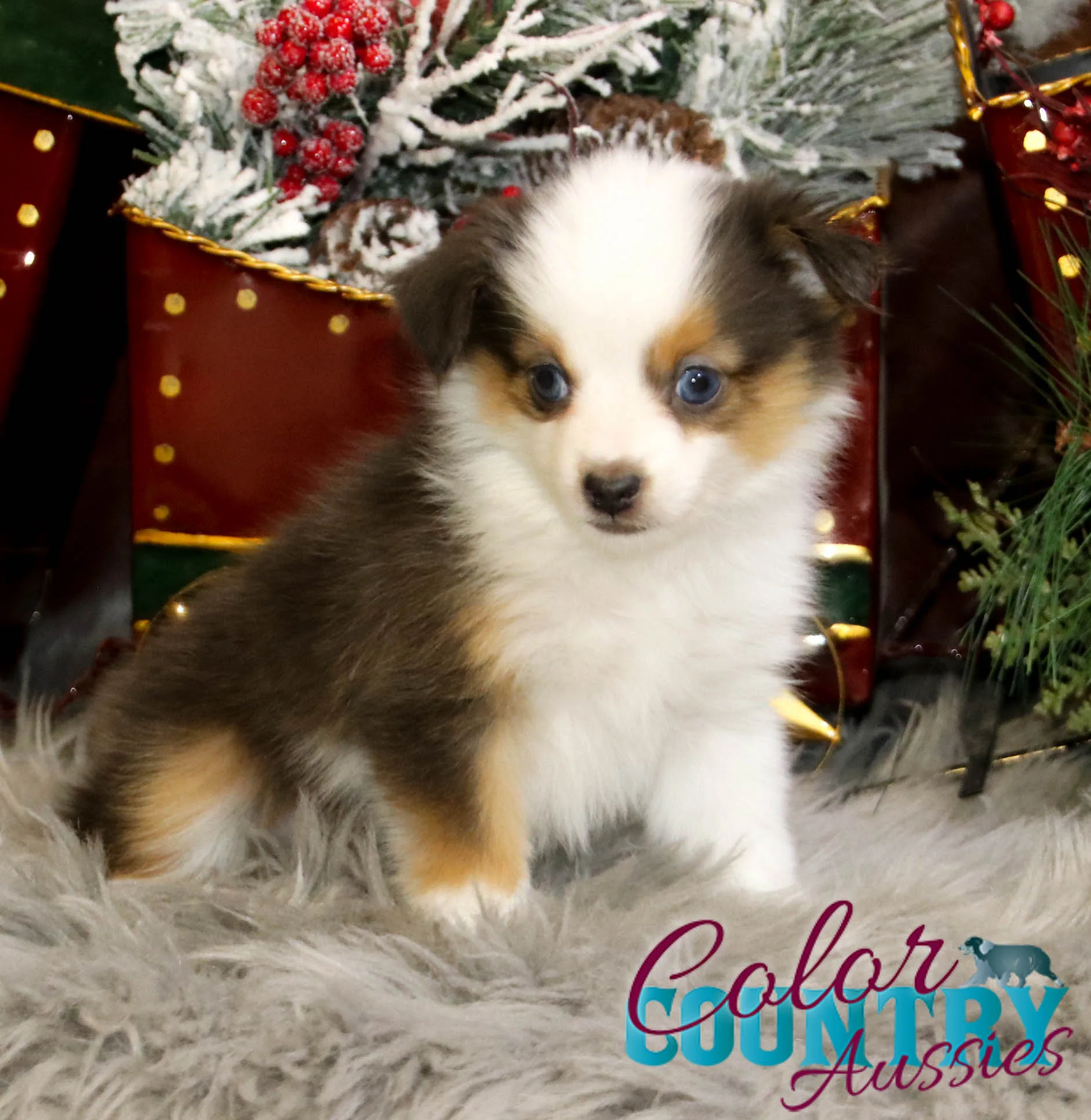 Babe x Possum Blue Merle Female | Color Country Aussies