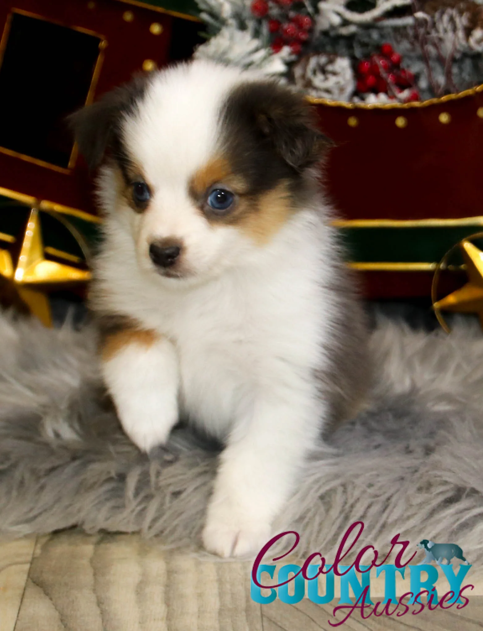 Babe x Possum Blue Merle Female | Color Country Aussies