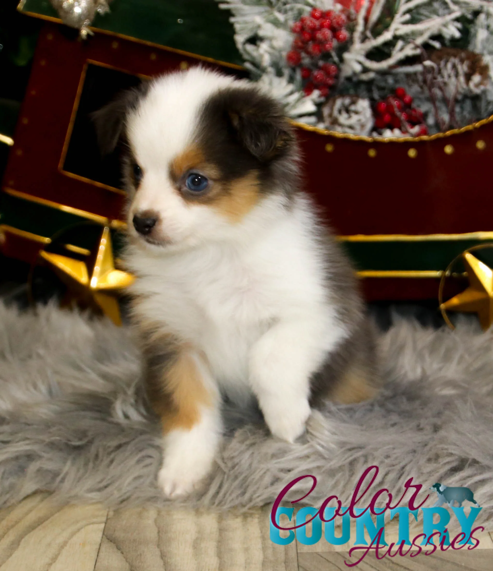 Babe x Possum Blue Merle Female | Color Country Aussies