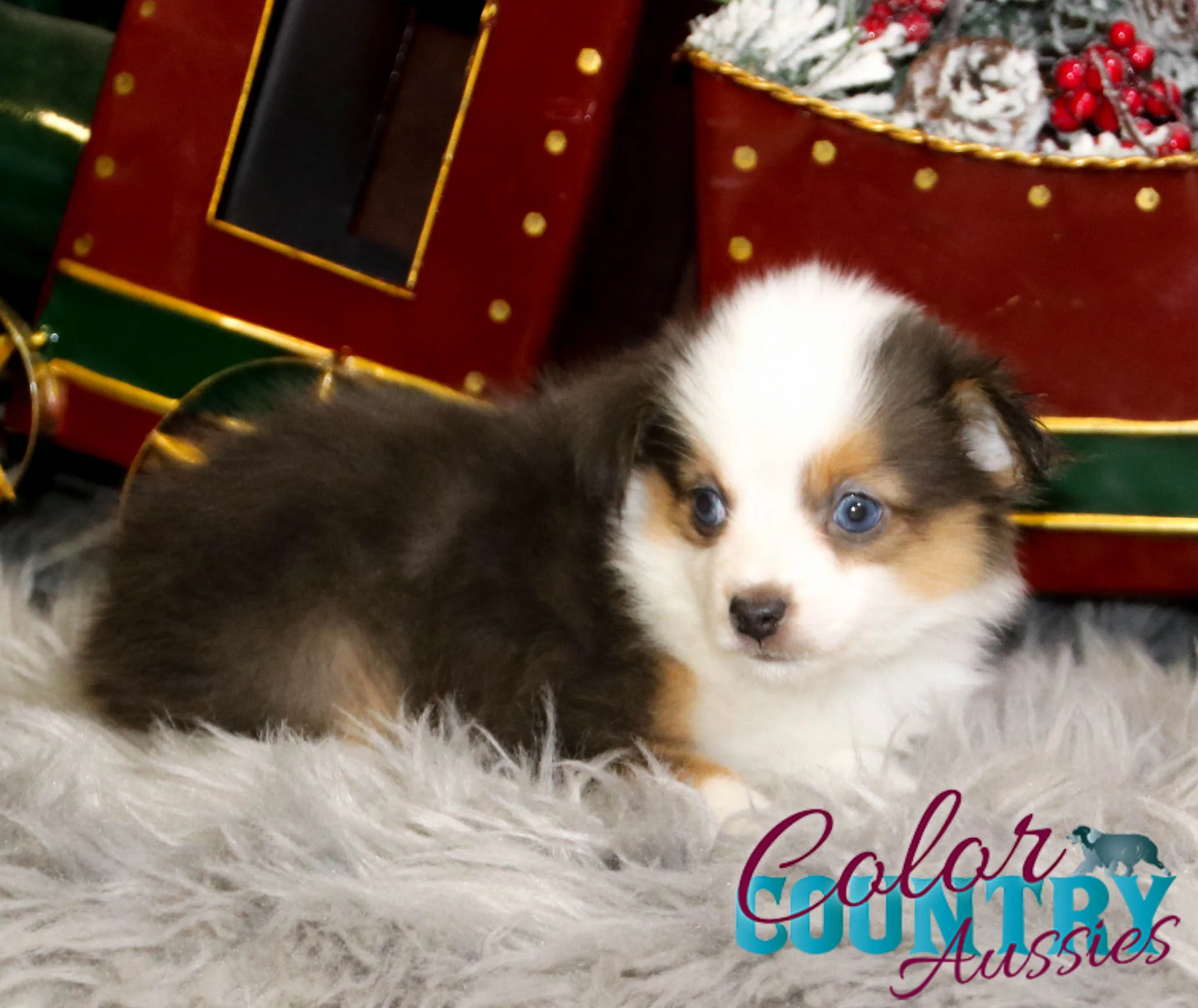 Babe x Possum Blue Merle Female | Color Country Aussies