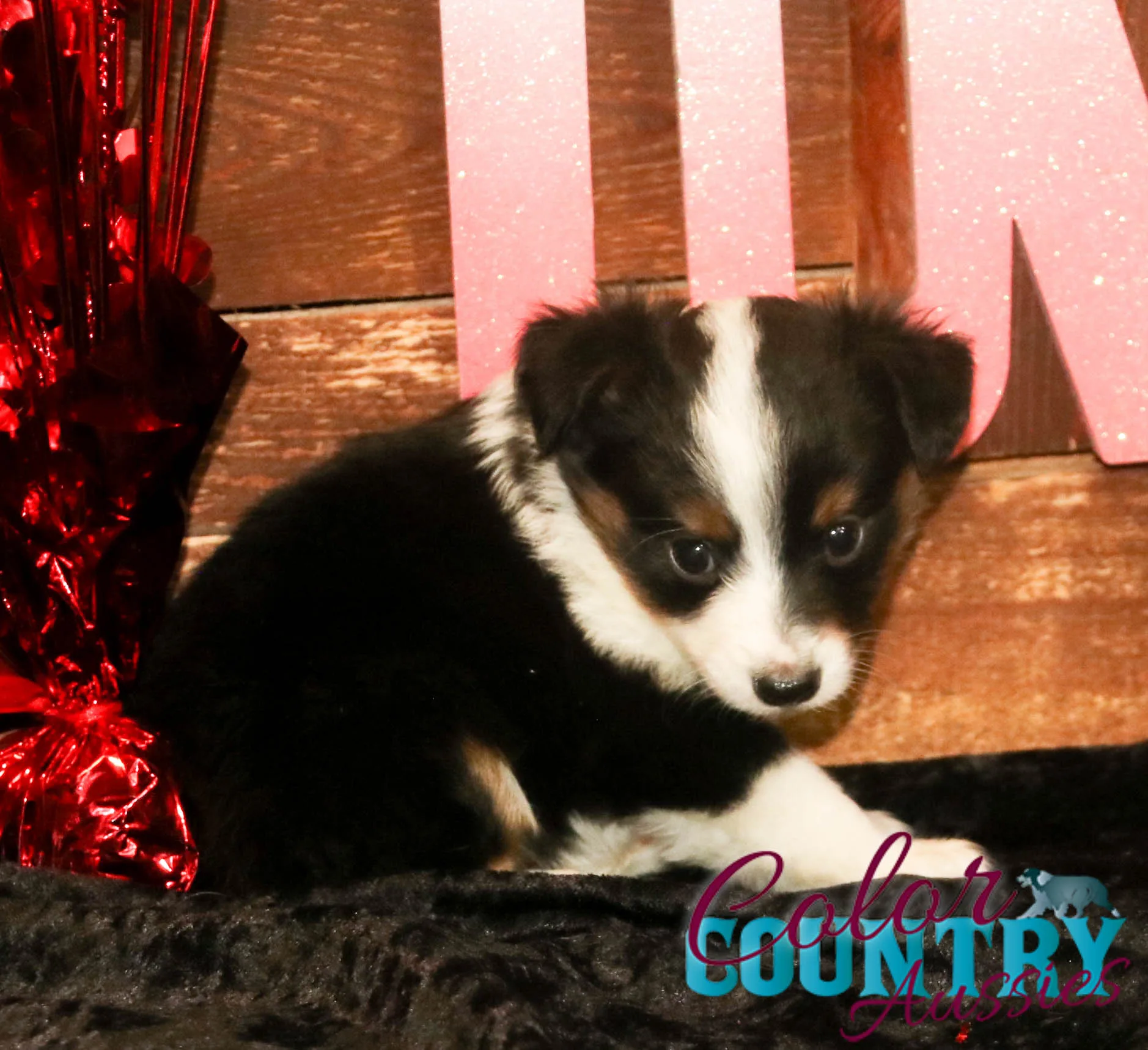 Red Devil x Possum Black Tri Female | Color Country Aussies