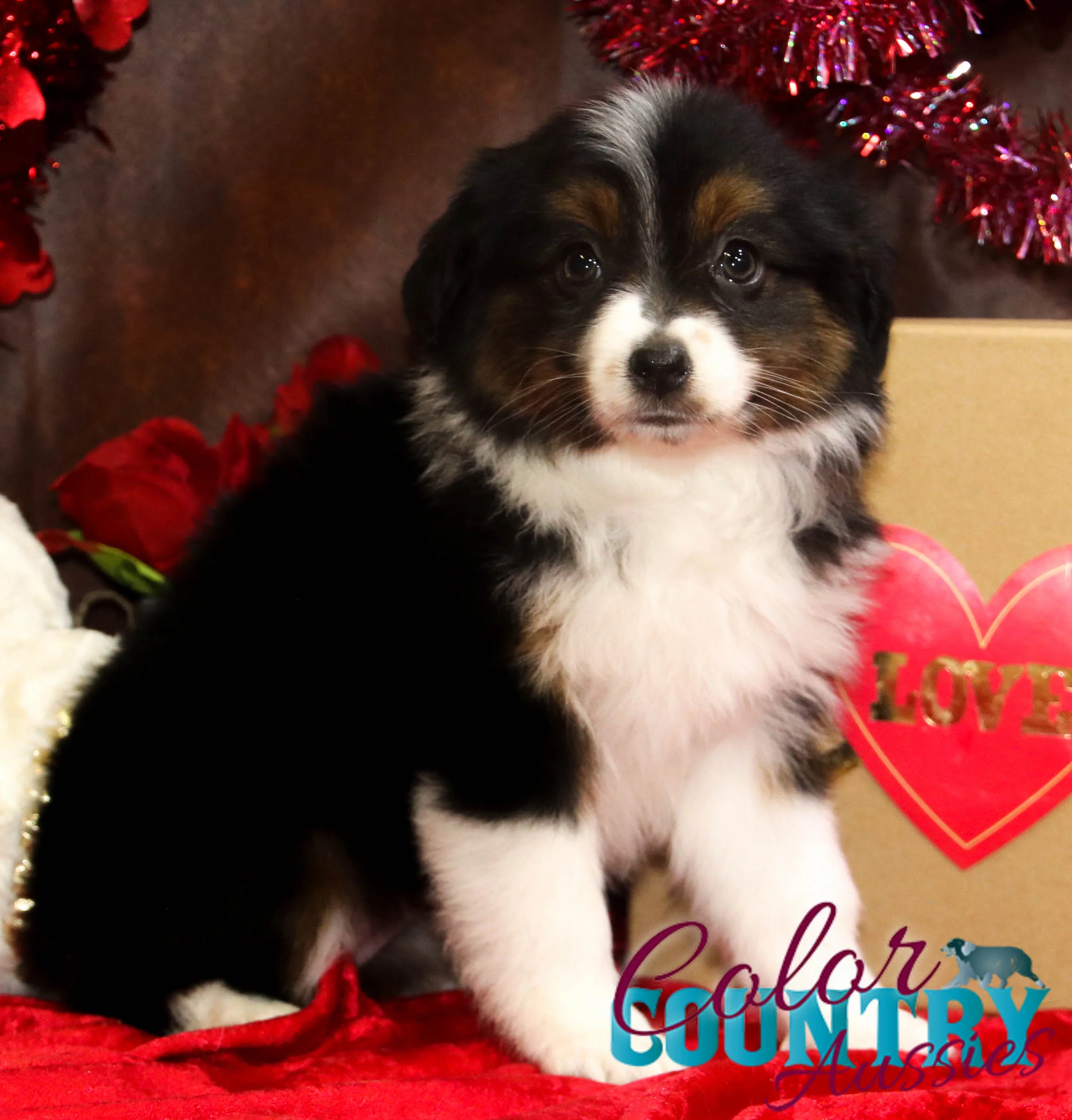 Voo Doo x Whiskey Black Tri Female | Color Country Aussies