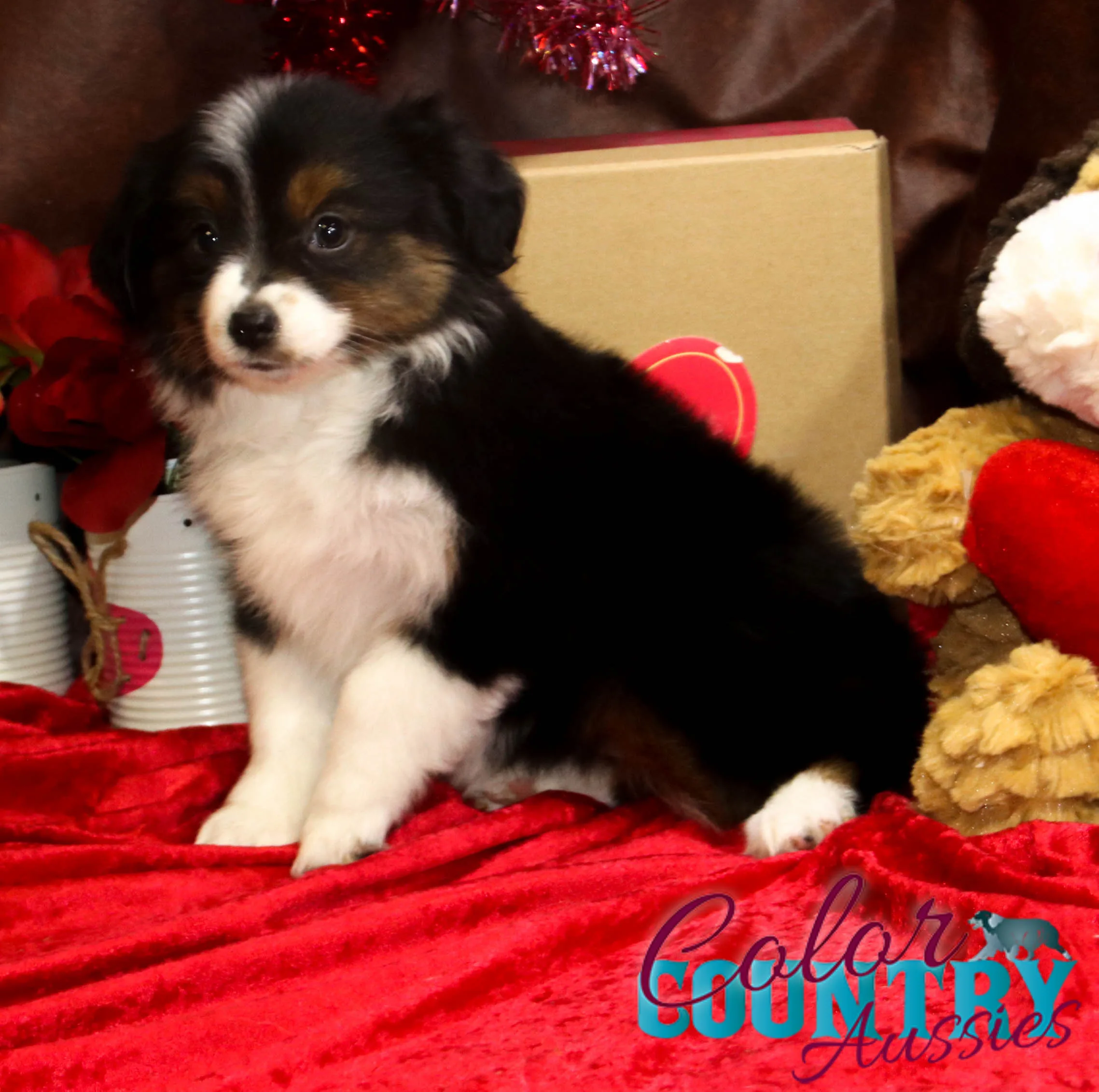 Voo Doo x Whiskey Black Tri Female | Color Country Aussies