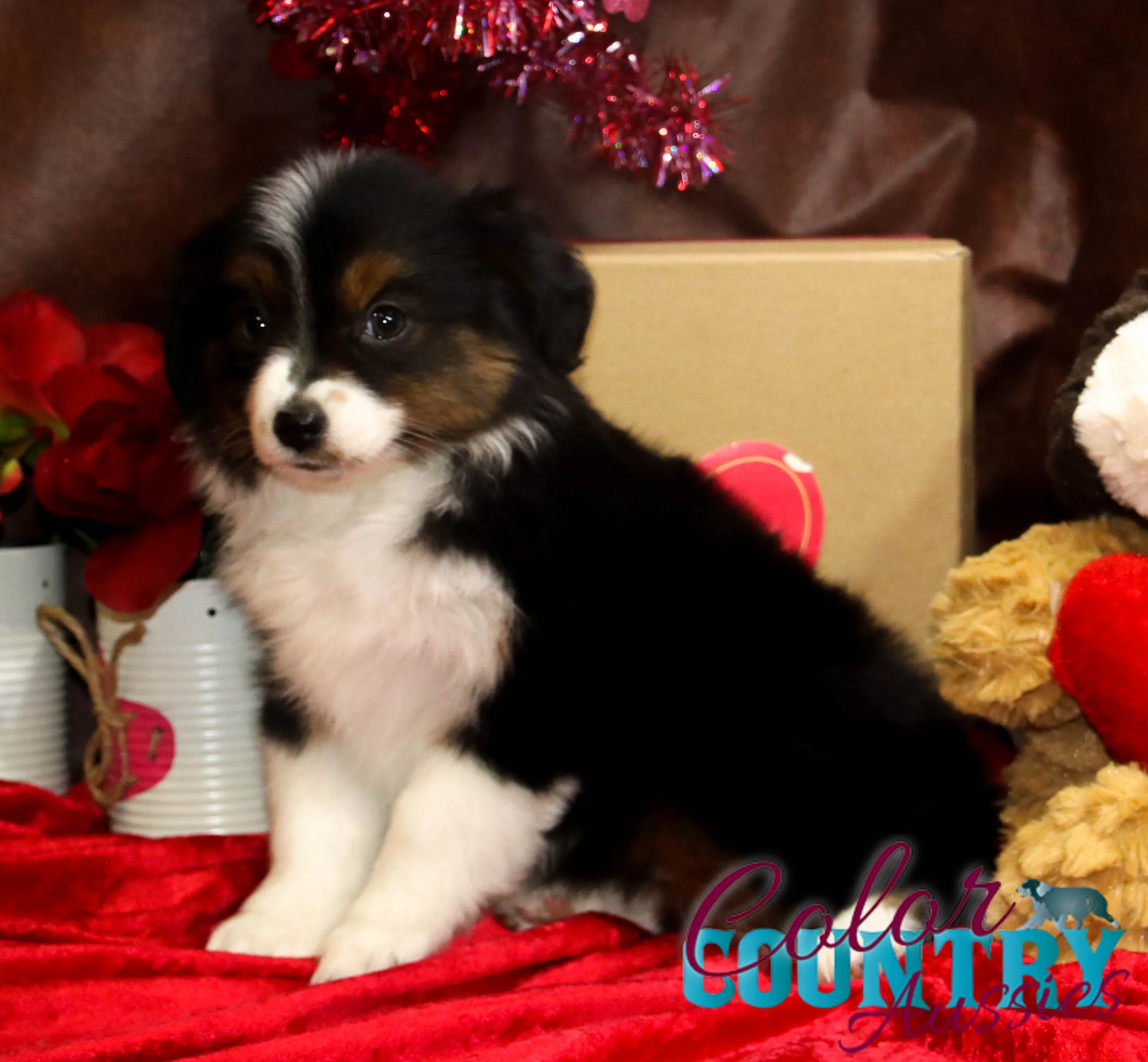 Voo Doo x Whiskey Black Tri Female | Color Country Aussies