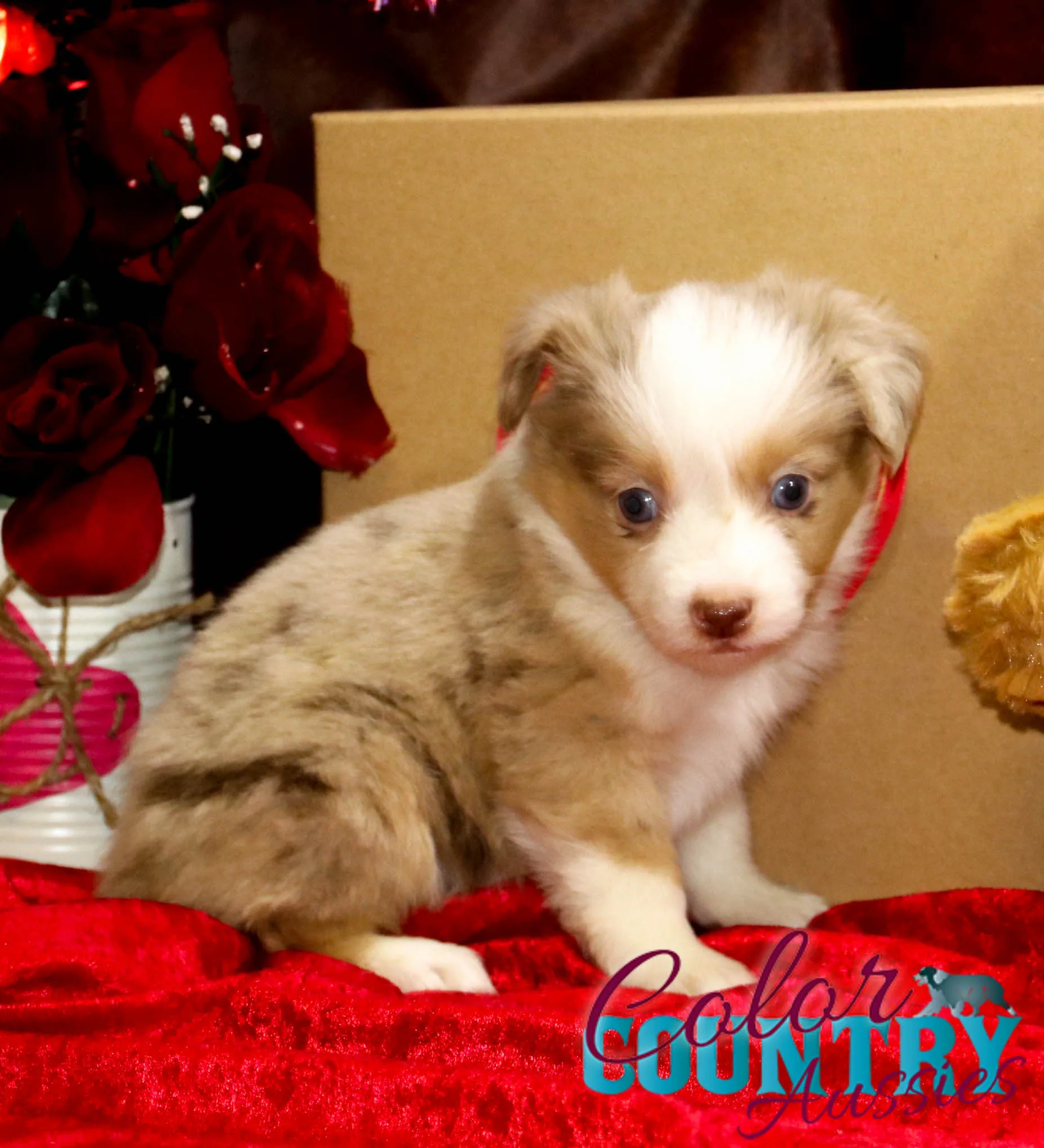 Red Devil x Possum Red Merle Female | Color Country Aussies
