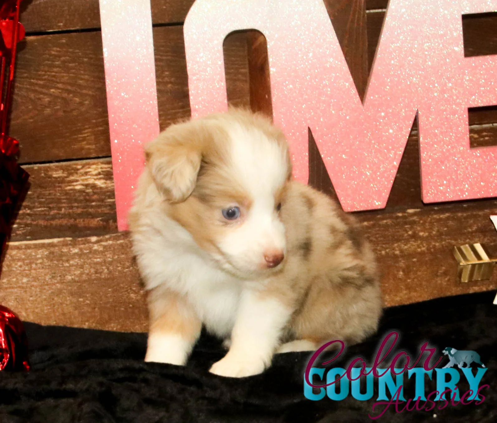 Red Devil x Possum Red Merle Female | Color Country Aussies