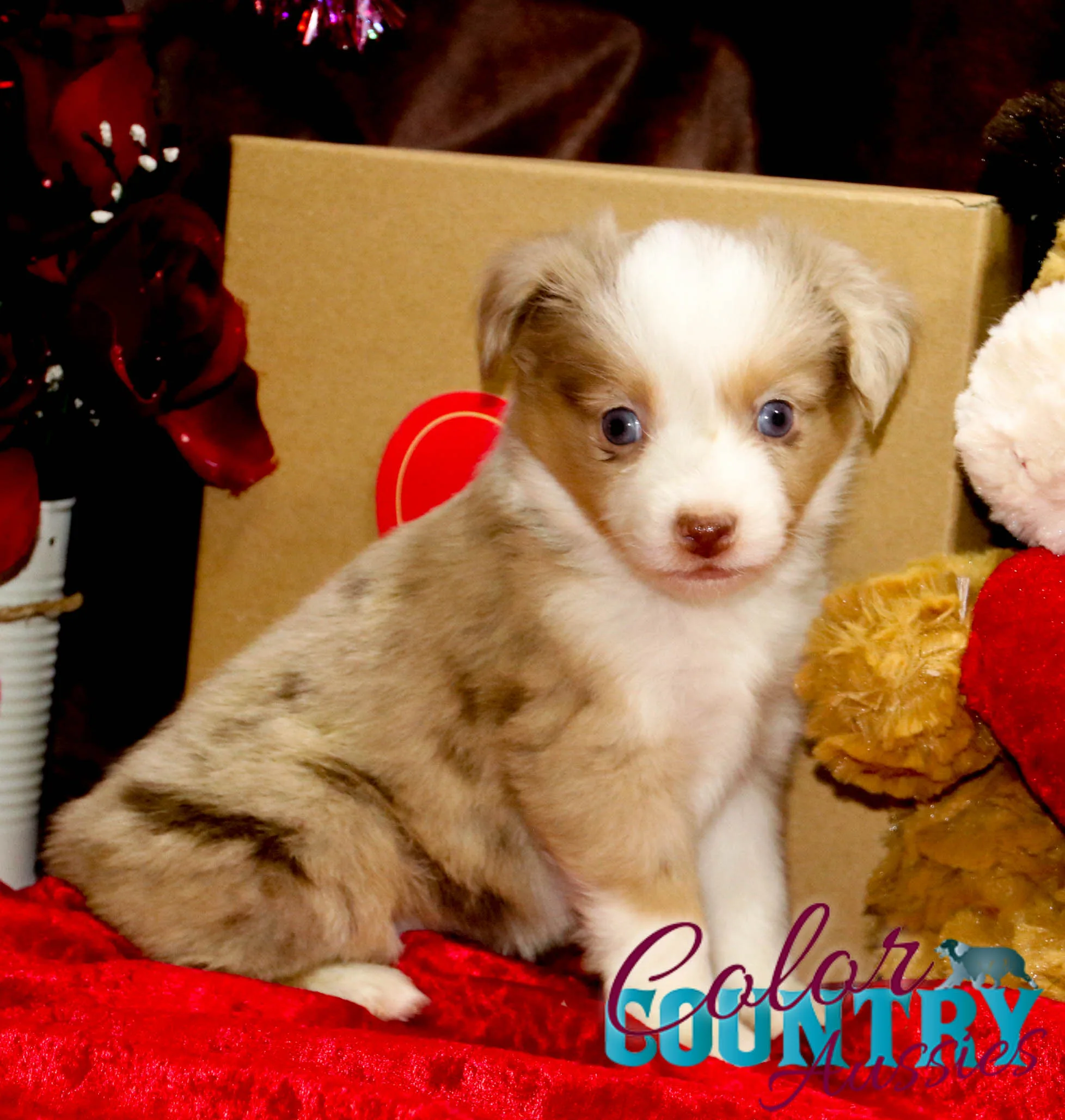 Red Devil x Possum Red Merle Female | Color Country Aussies