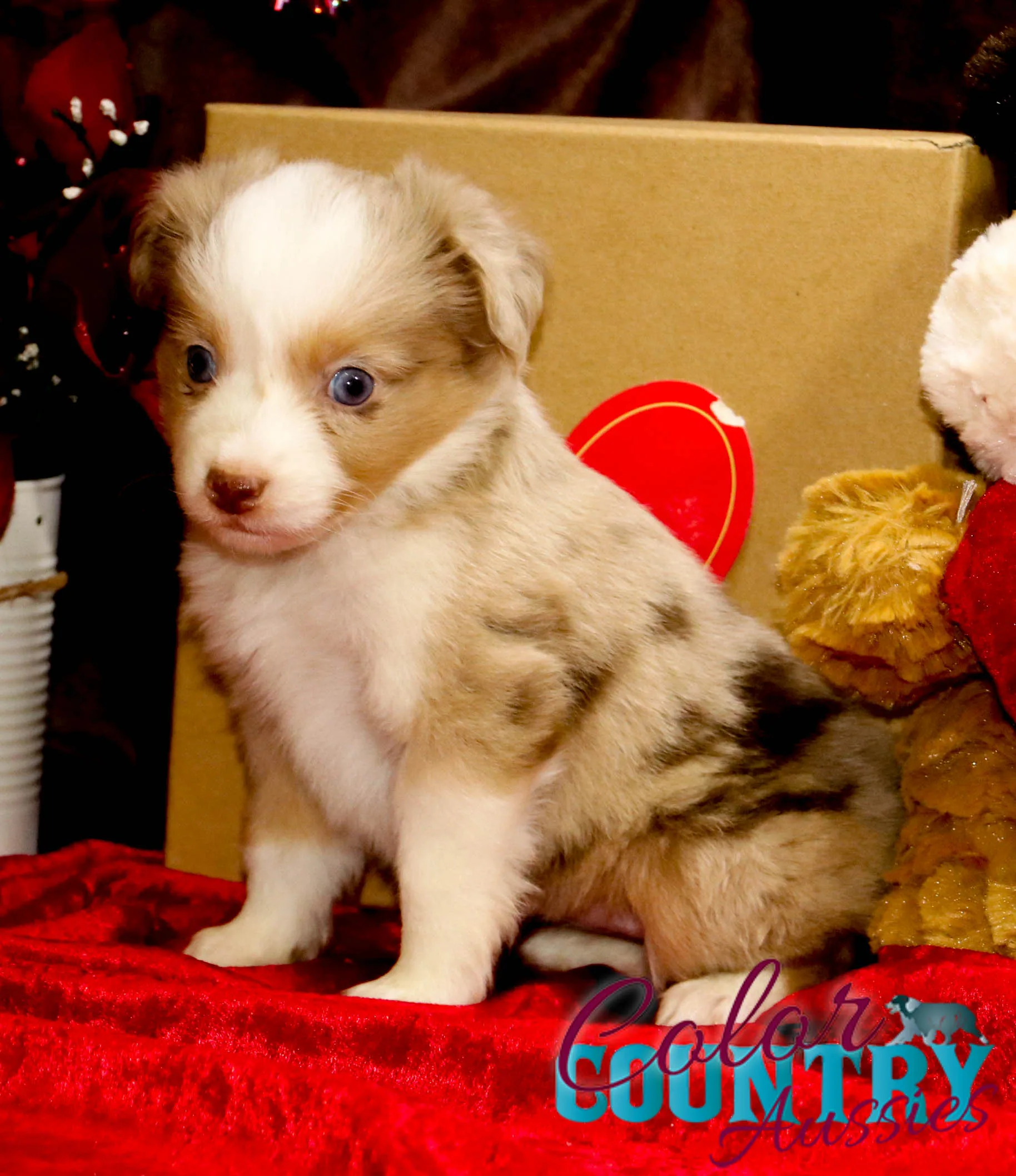 Red Devil x Possum Red Merle Female | Color Country Aussies