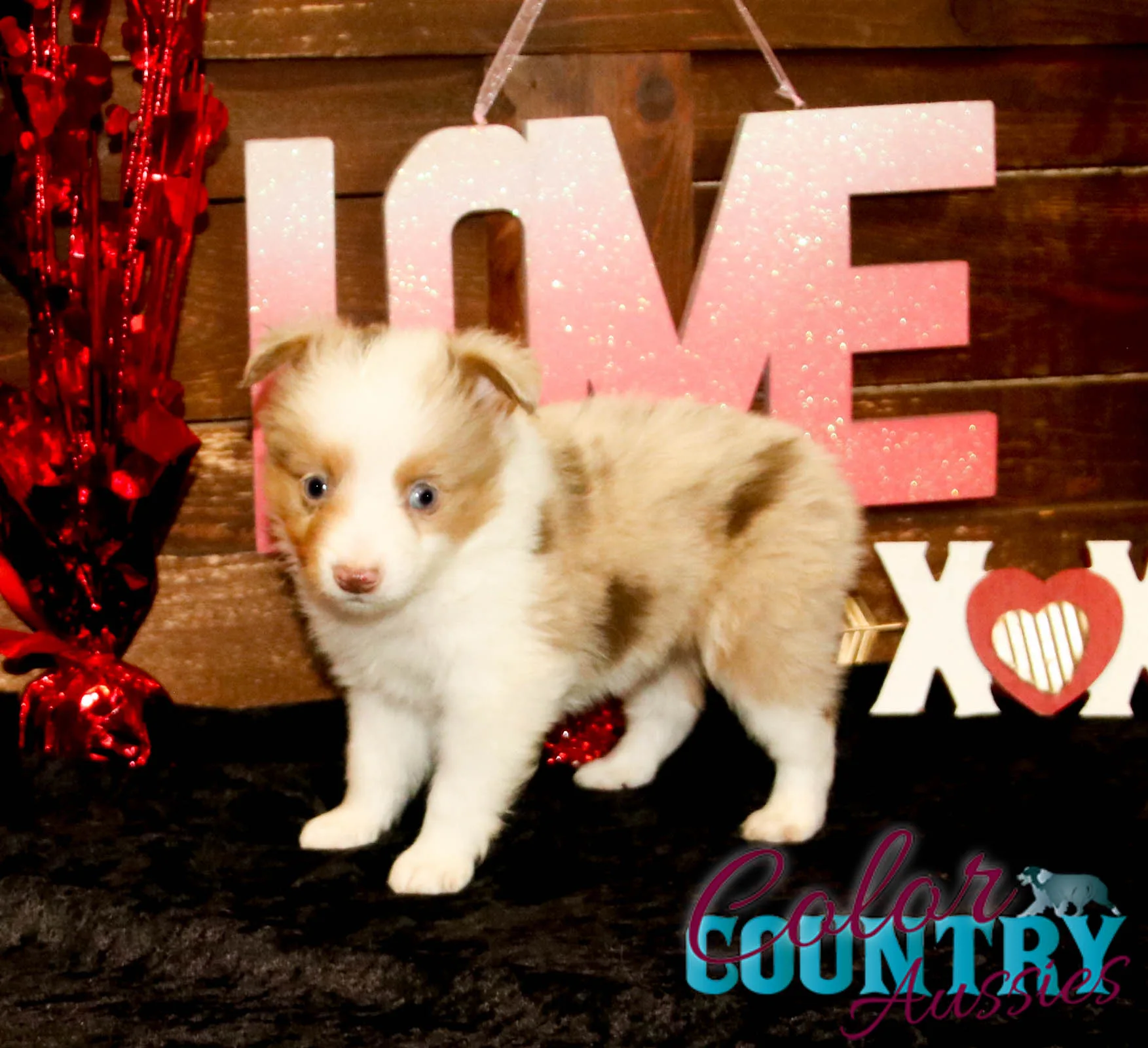 Red Devil x Possum Red Merle Male | Color Country Aussies