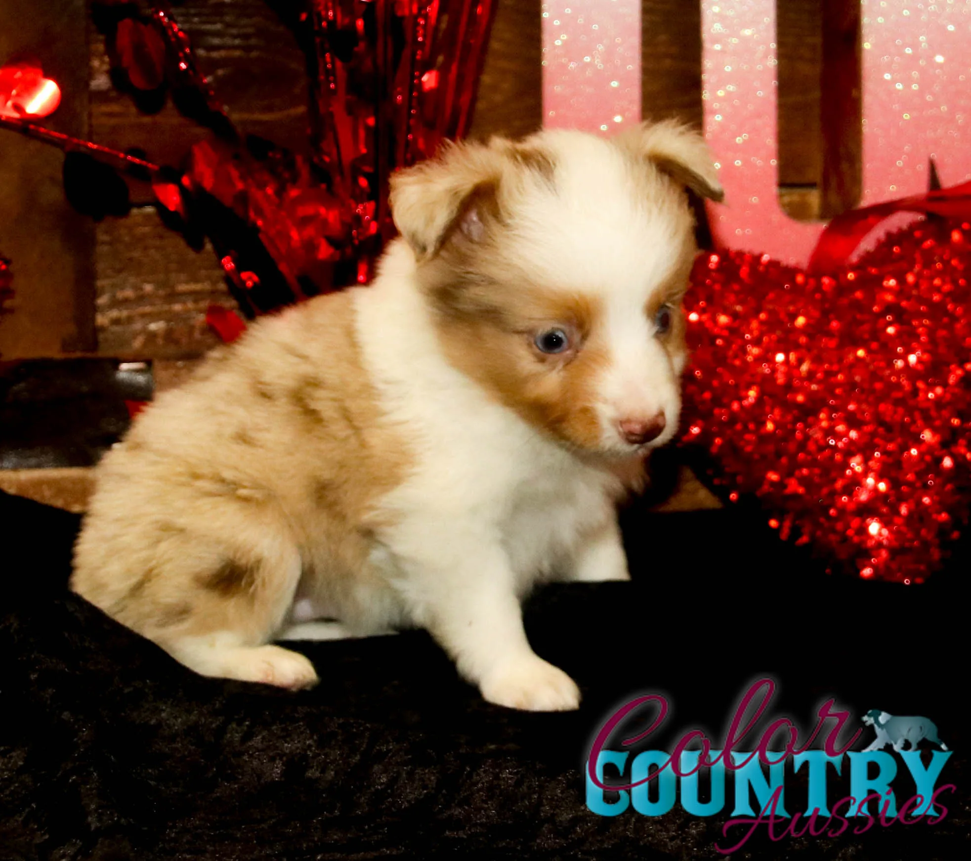 Red Devil x Possum Red Merle Male | Color Country Aussies
