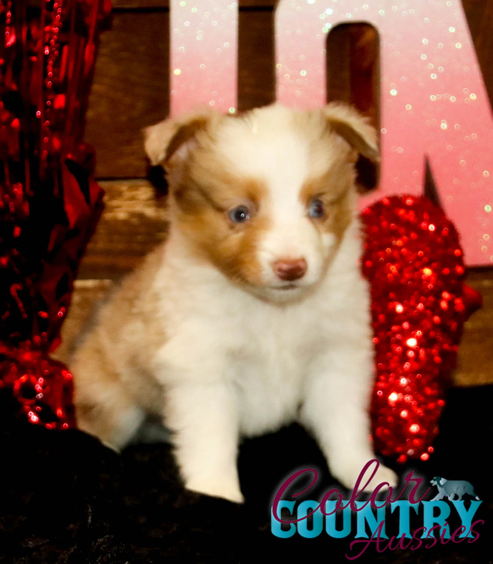 Red Devil x Possum Red Merle Male | Color Country Aussies