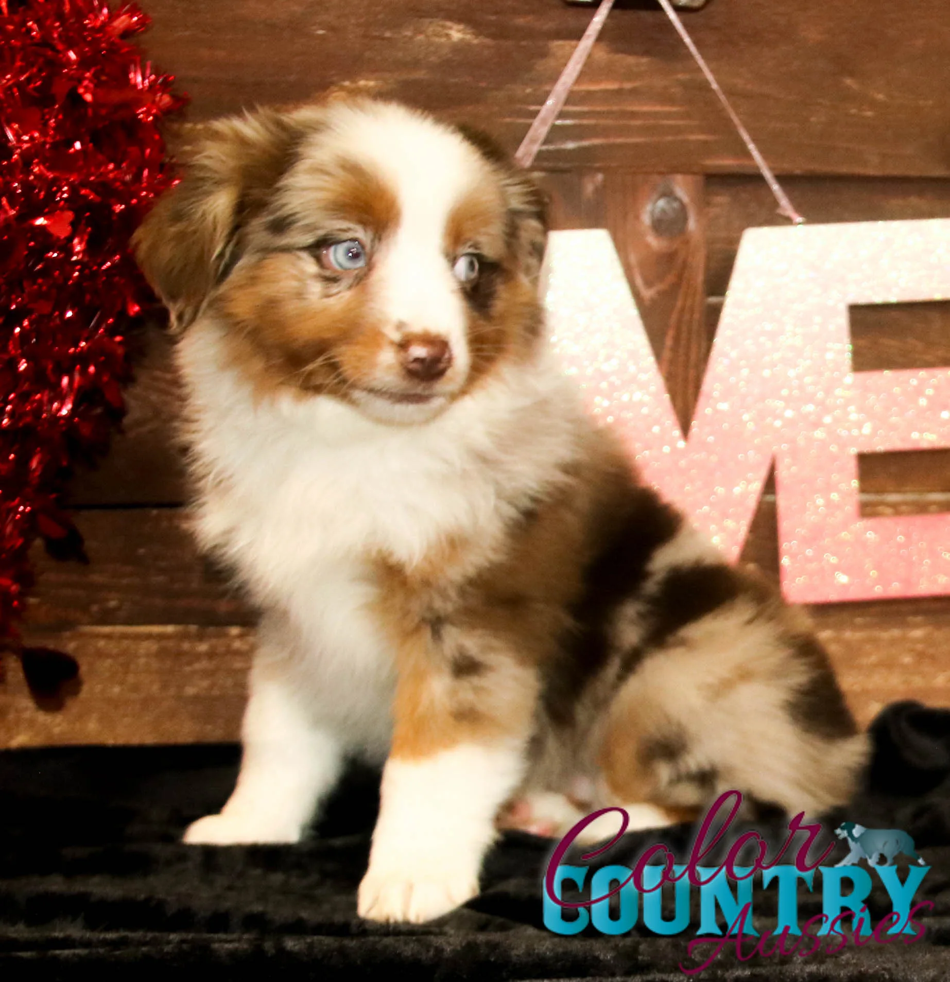 Voo Doo x Whiskey Red Merle Male | Color Country Aussies
