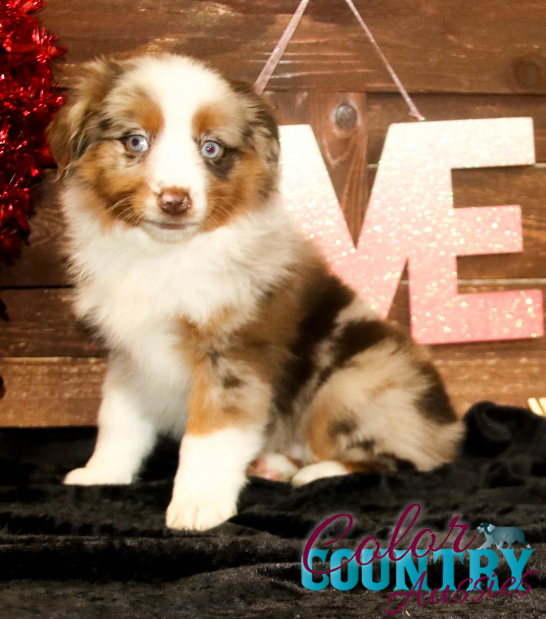 Voo Doo x Whiskey Red Merle Male | Color Country Aussies