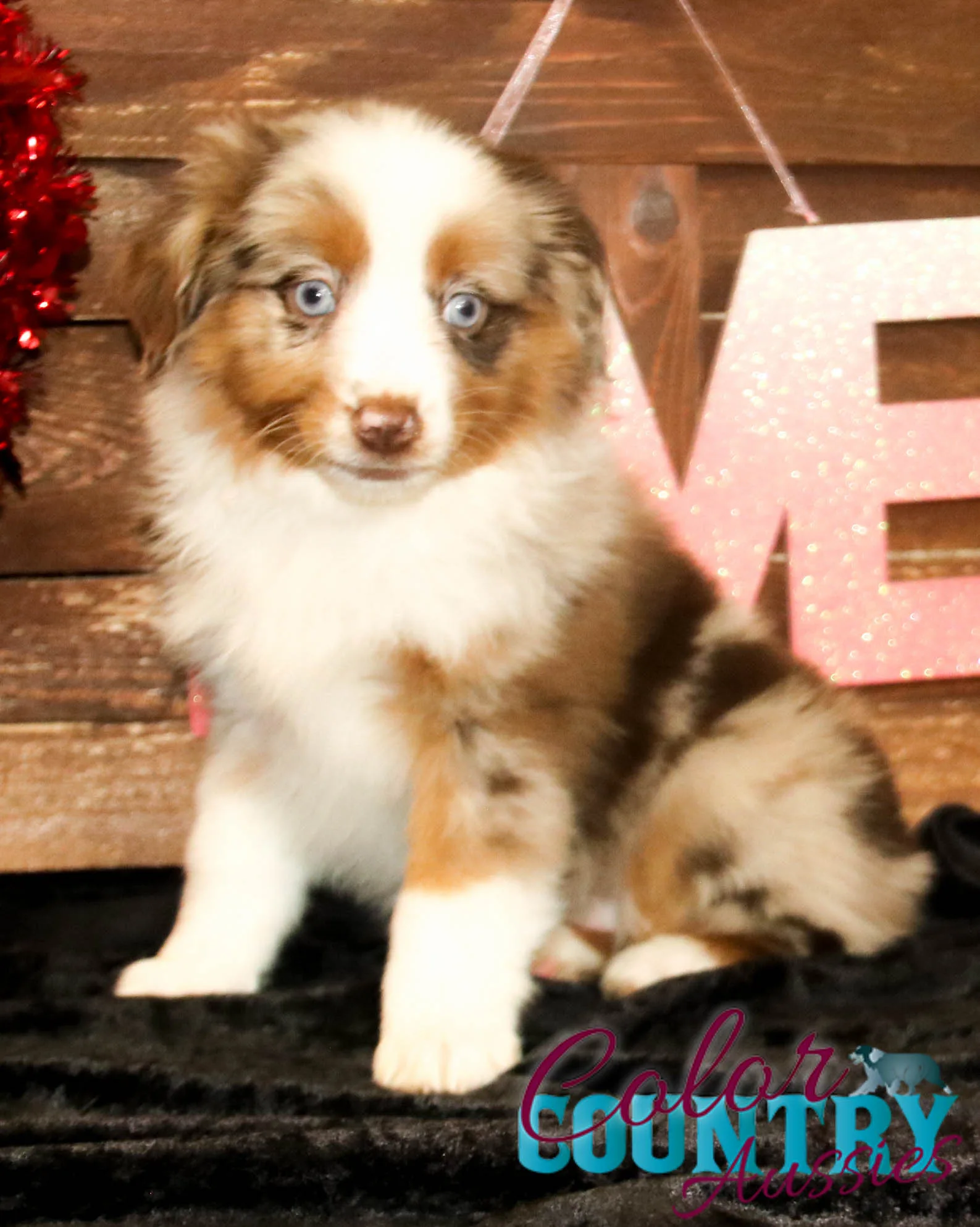 Voo Doo x Whiskey Red Merle Male | Color Country Aussies