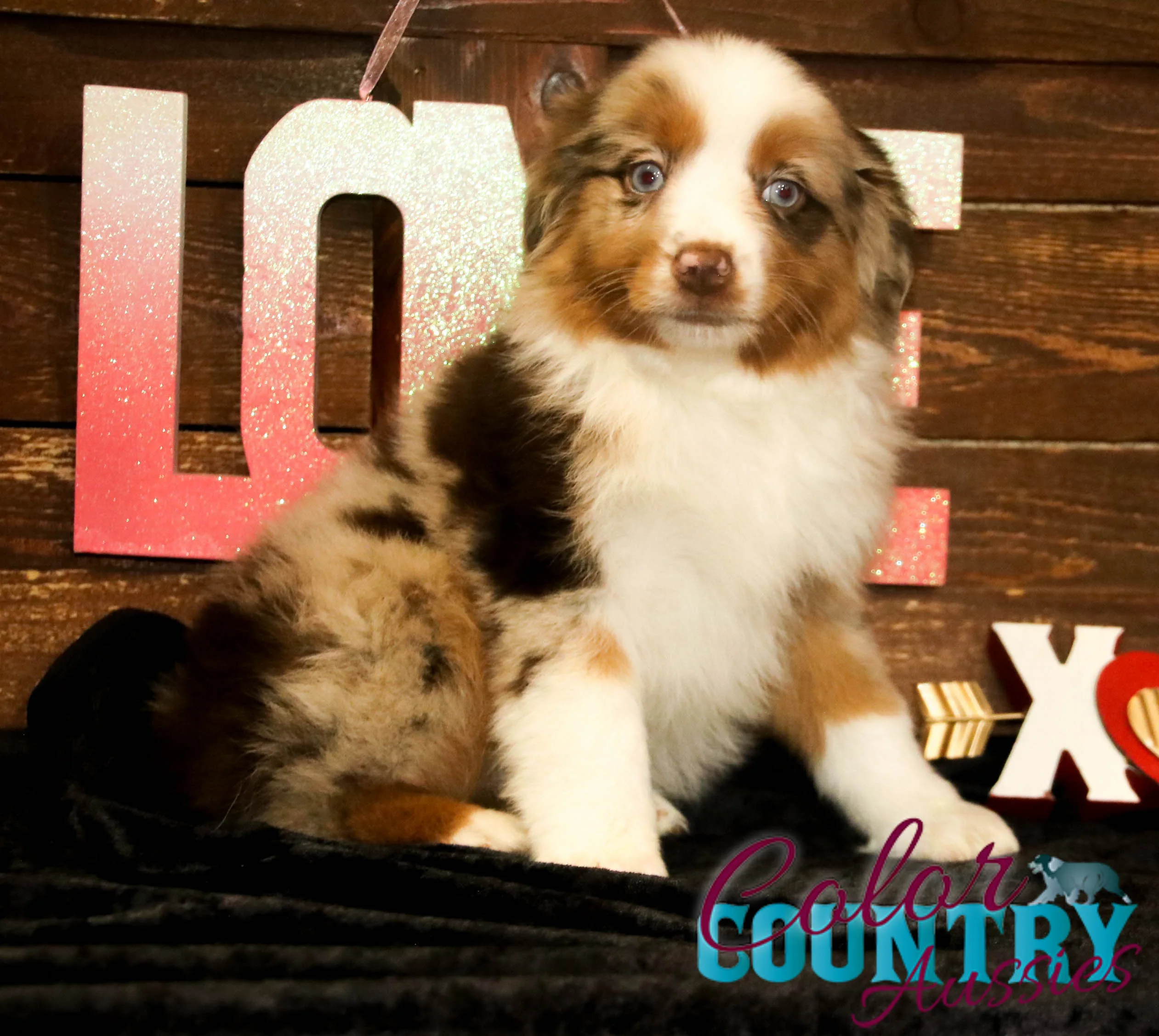 Voo Doo x Whiskey Red Merle Male | Color Country Aussies