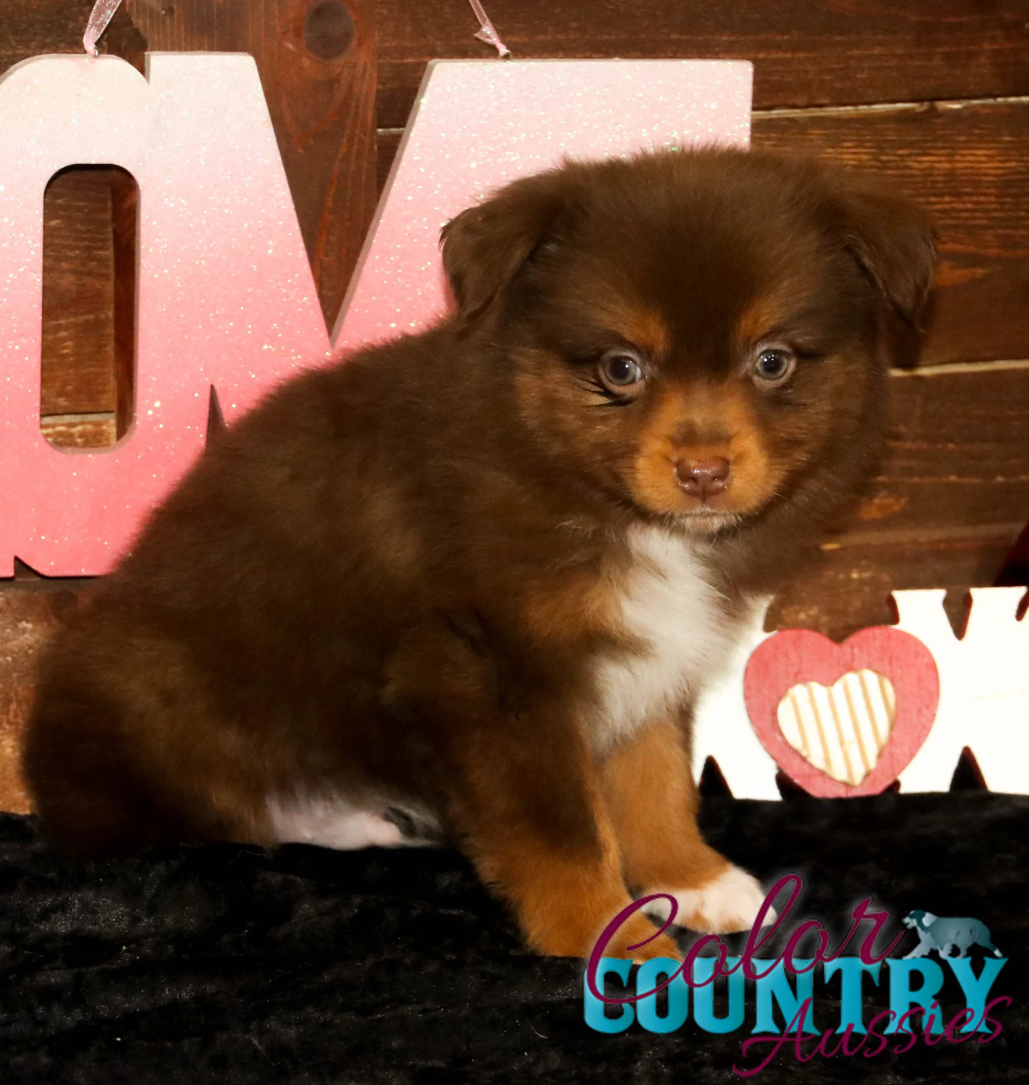 Voo Doo x Whiskey Red Tri Male | Color Country Aussies
