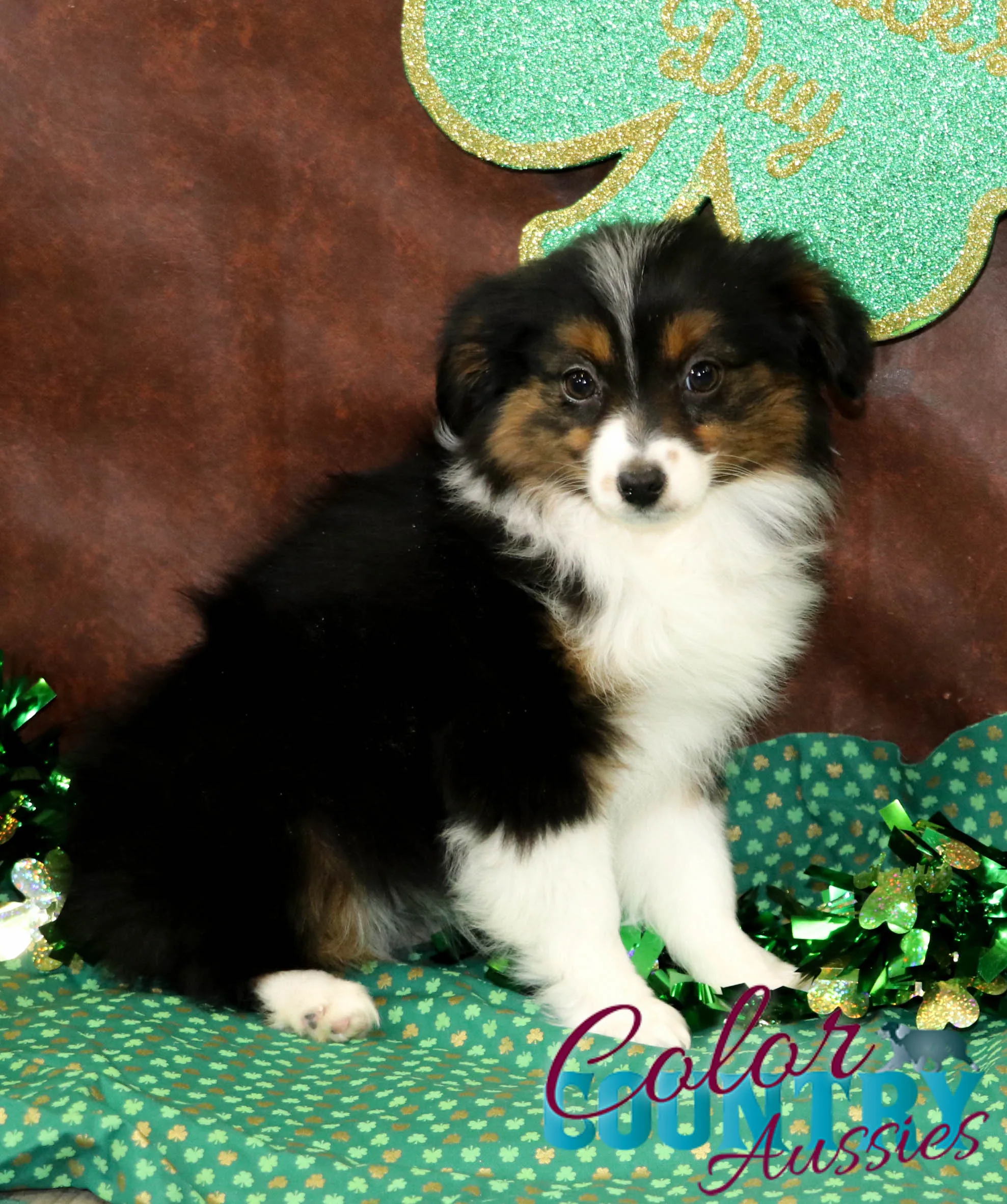 Voo Doo x Whiskey Black Tri Female | Color Country Aussies