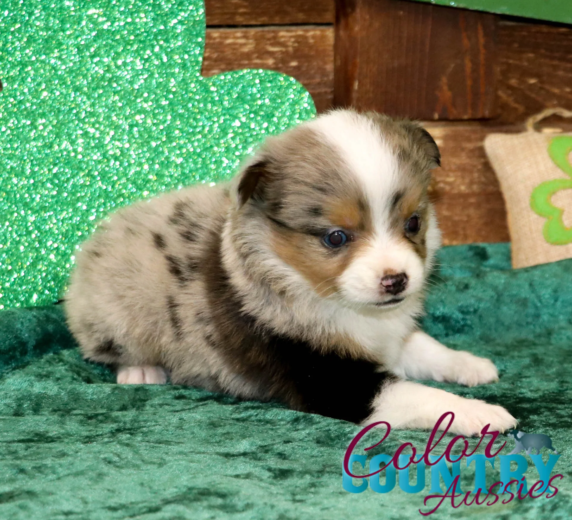 Pick Pocket x Roman BMF 1 | Color Country Aussies