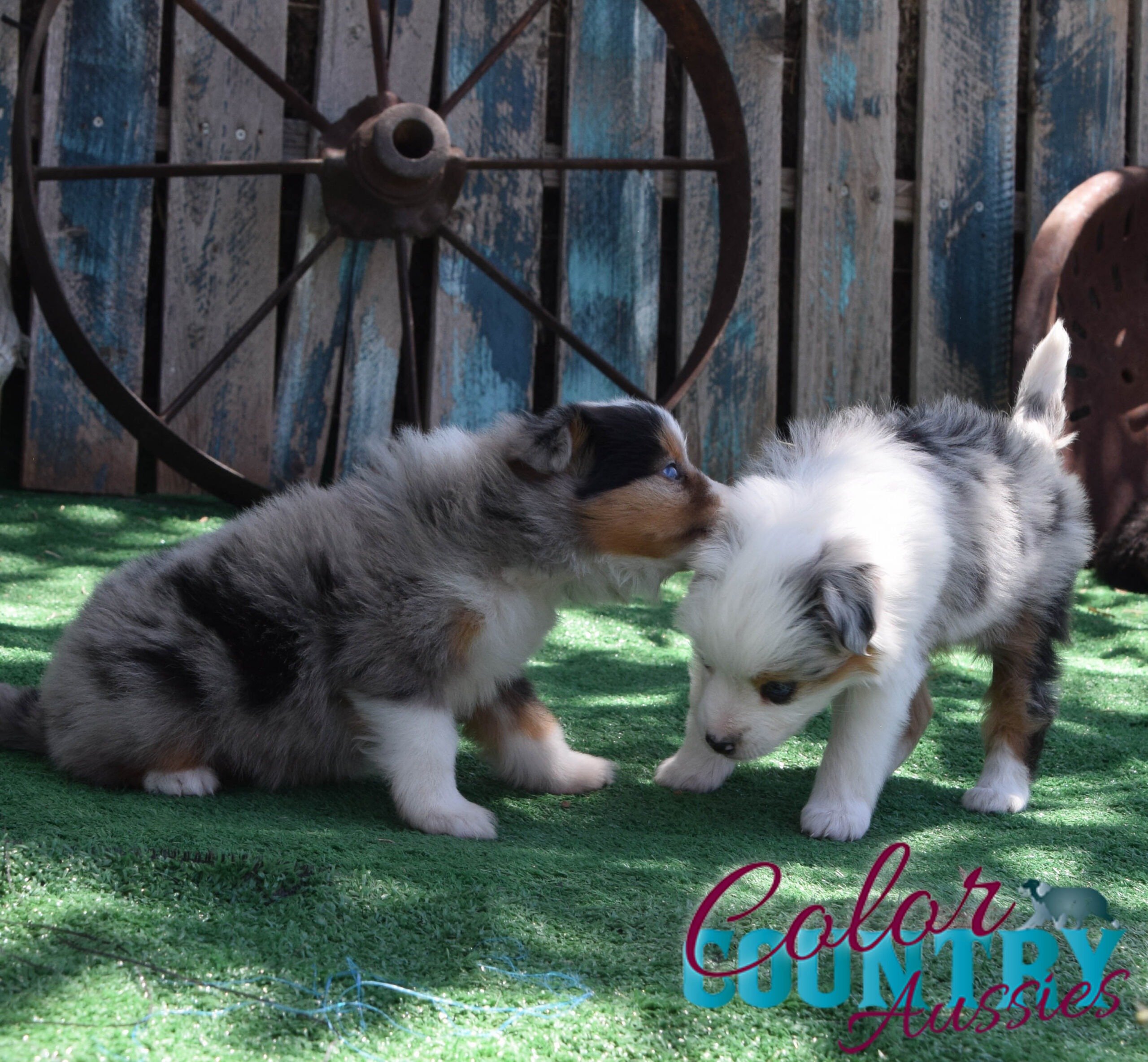 Dallas X Halo Blue Melre Female, Color Country Aussies, Toy Aussies (8 ...